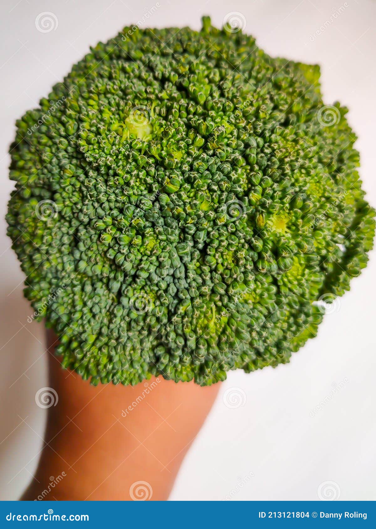 Hand holding a broccoli stock photo. Image of green - 213121804