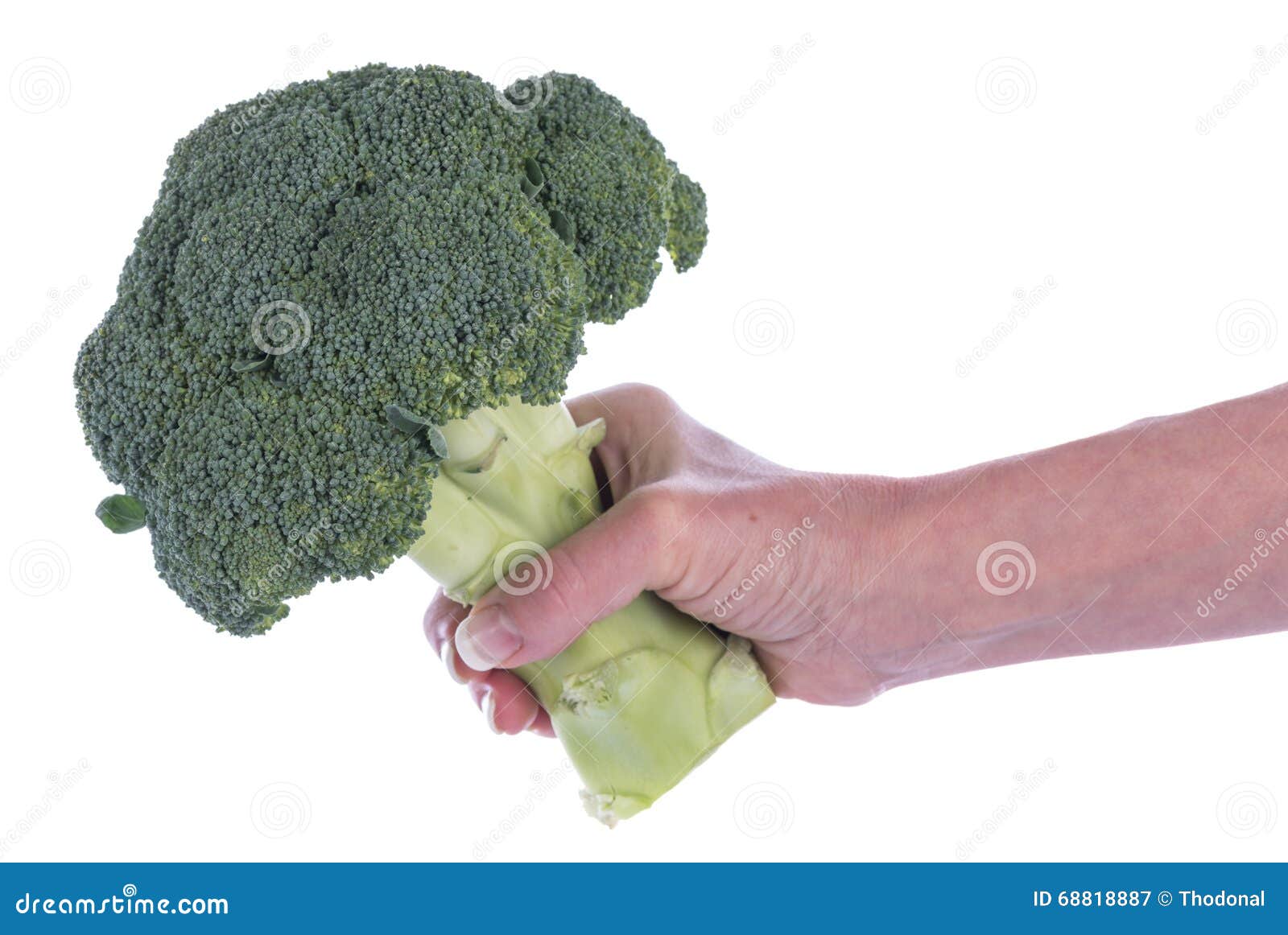 Hand Holding a Broccoli Stem Stock Image - Image of freshness, nature ...