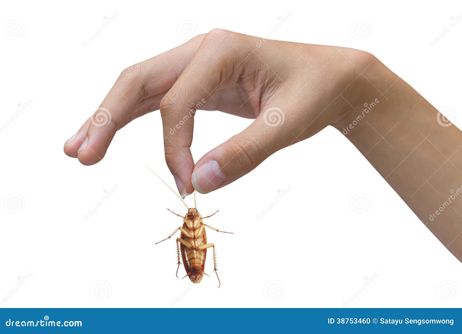 Cockroach On White Isolated Background. Stock Photography ...