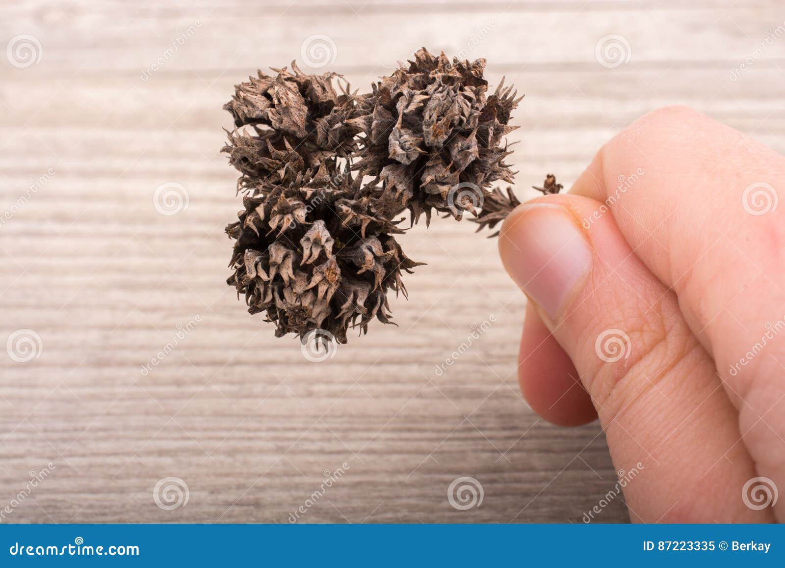 Hand Holding Brown Pod or Capsule Stock Image - Image of leaves, nature ...