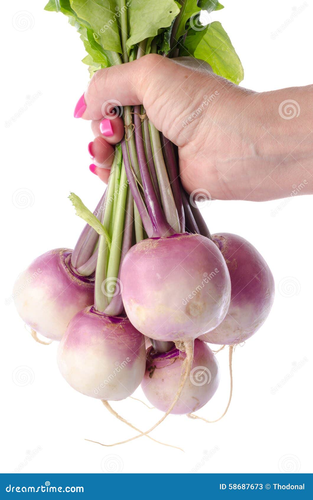 Hand Holding a Bunch of Fresh Turnips Stock Image - Image of vegetable ...