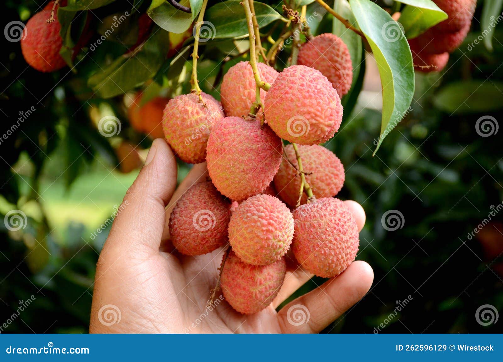 Hand Holding a Bunch of Lychee on the Tree Branch Stock Image - Image ...