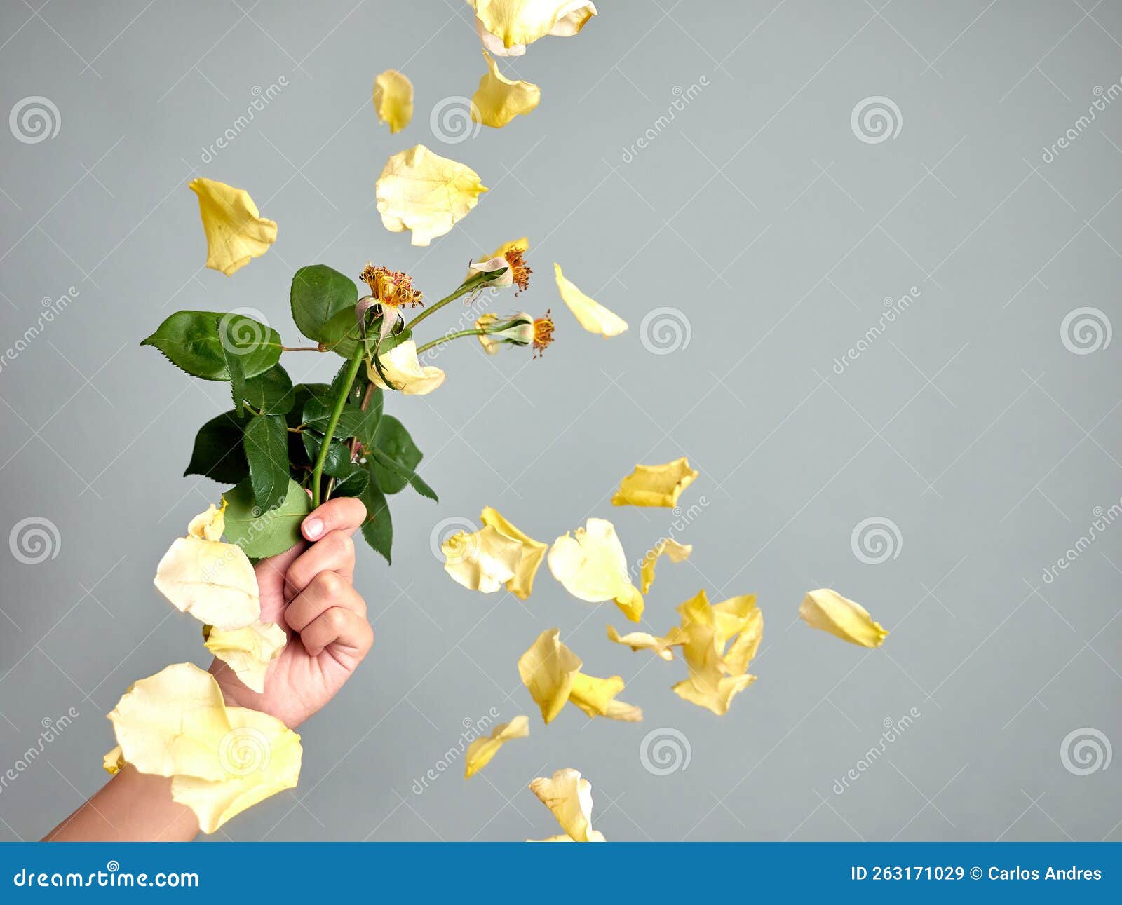 Hand Holding a Bunch of Roses with No Petals, Yellow Petals Falling ...