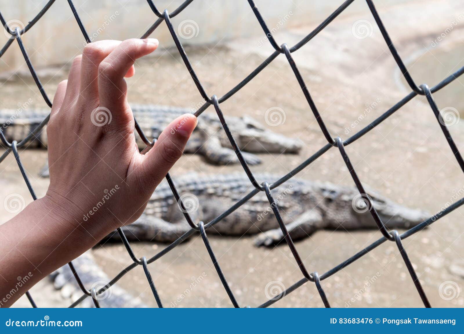 Hand Holding Cage Of Alligator Pond. Stock Photo - Image of captive ...
