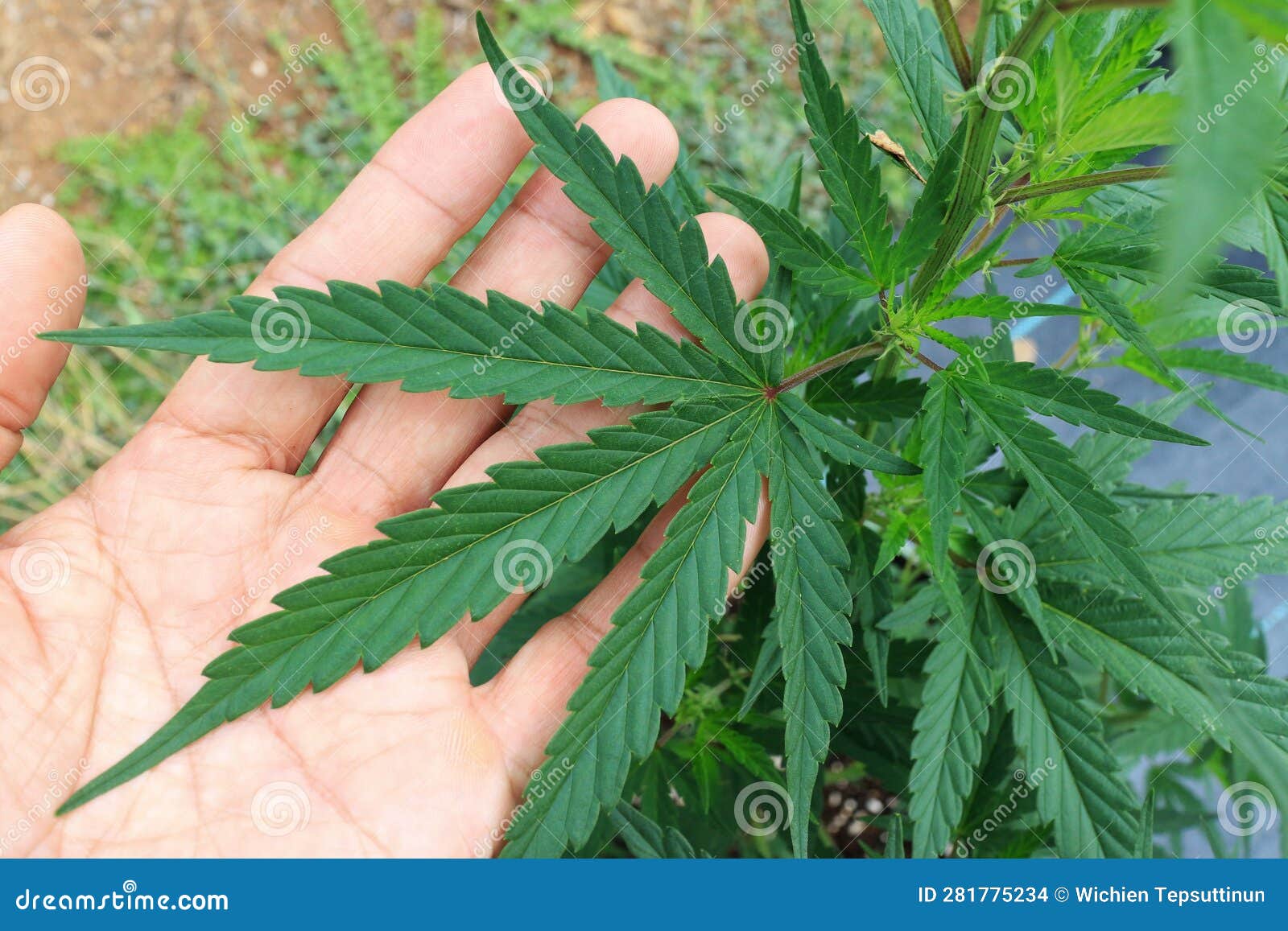 Cannabis Sativa Leaf