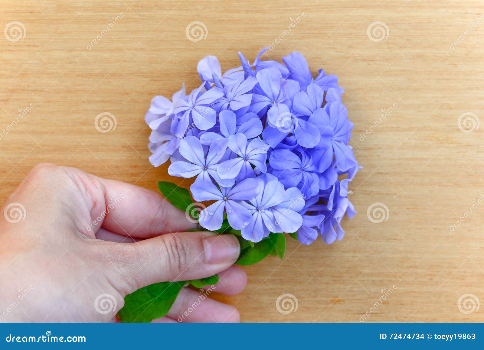 Hand holding cape leadwort stock photo. Image of close - 72474734