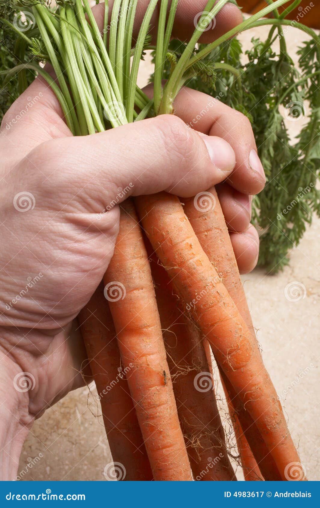 Hand Holding Carrots stock image. Image of ingredient - 4983617