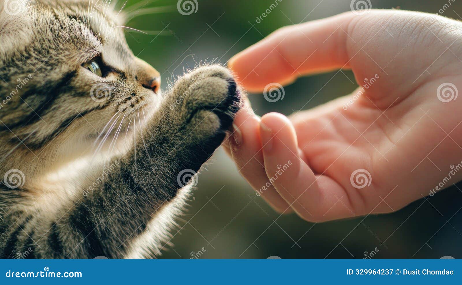 A Hand is Holding a Cat& X27;s Paw Stock Image - Image of brown ...