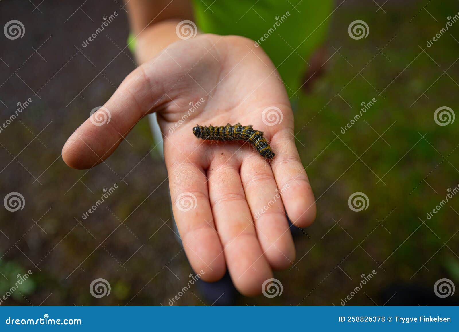 Hand Holding a Caterpillar Larvae of a Butterfly.. Stock Photo - Image ...