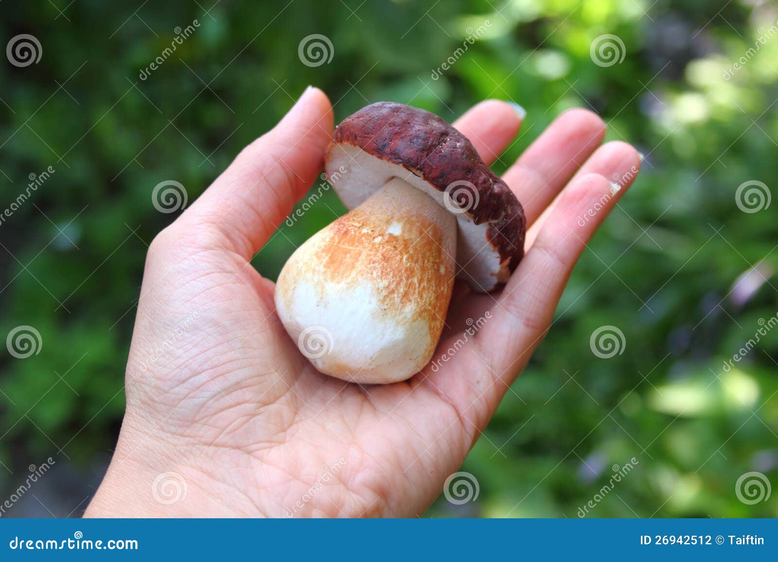 Hand holding a cep stock photo. Image of organic, nature - 26942512