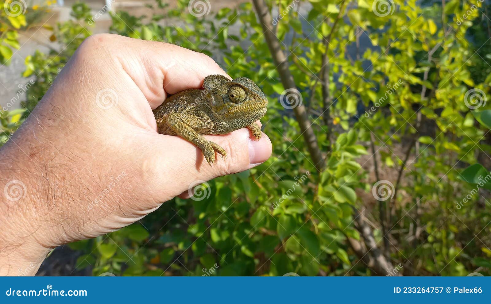 Hand holding a chameleon stock image. Image of hold - 233264757