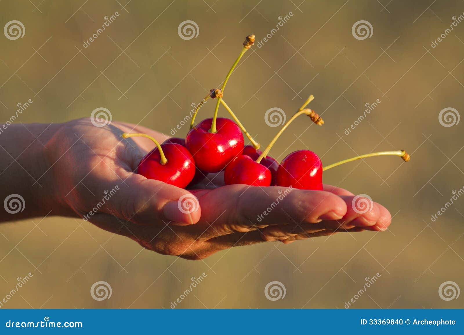 Hand holding cherries stock photo. Image of ripe, food - 33369840