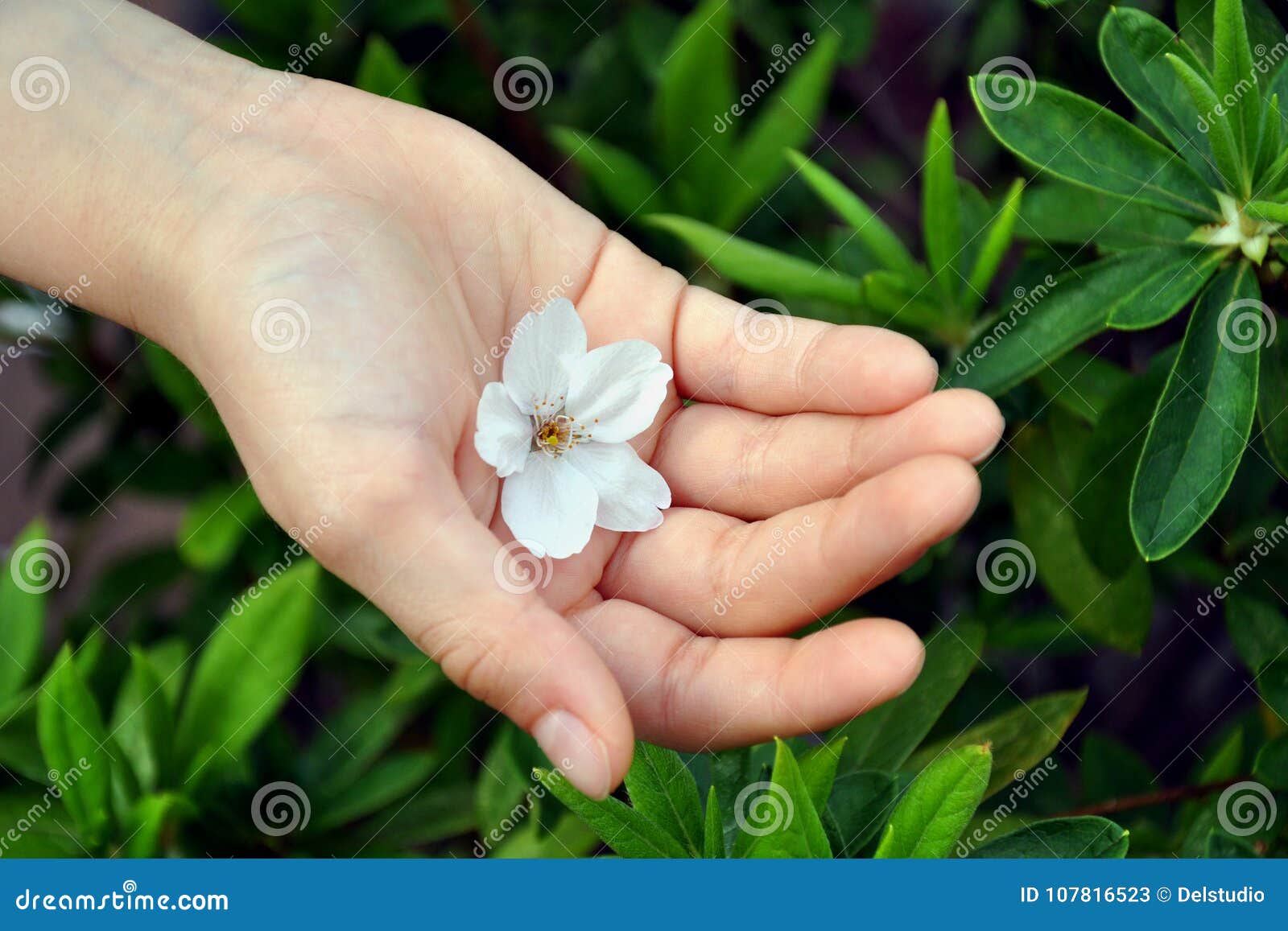 Hand Holding a Cherry Tree Flower Stock Image - Image of flower, gift ...