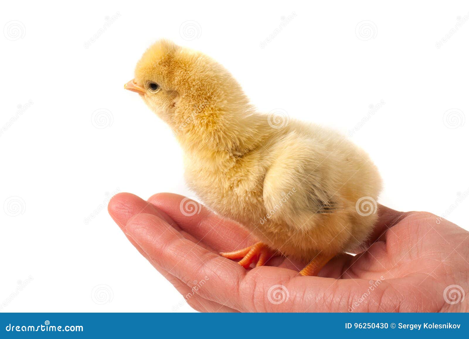 Hand Holding a Chicken, Isolated on a White Background Stock Photo ...