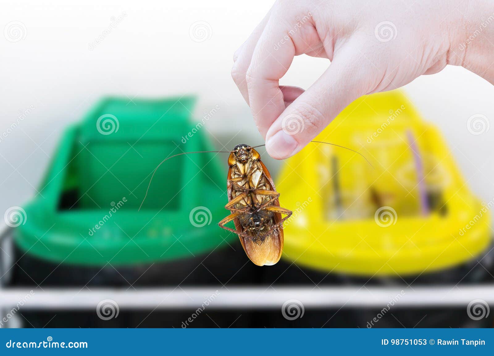 Hand Holding Cockroach on Bin Yellow and Green Stock Image - Image of ...