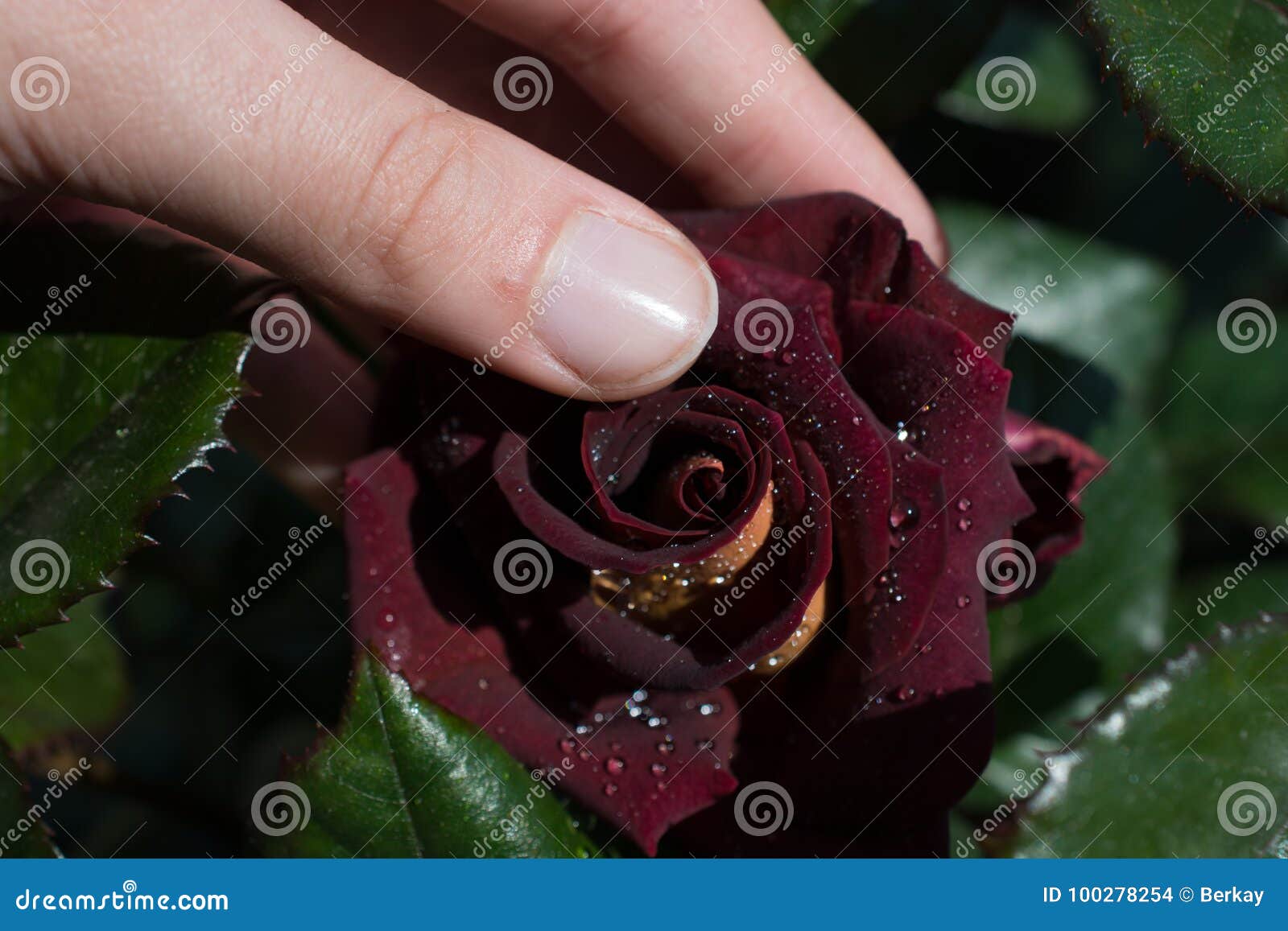 Beautiful Colorful Rose Flower in Hand Stock Photo - Image of roses ...