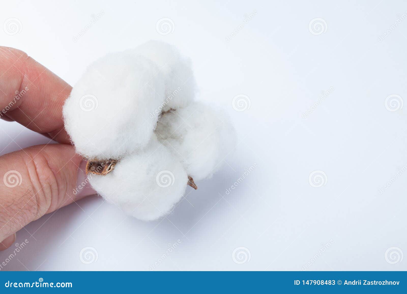 Hand Holding Cotton on a White Background Stock Image - Image of ...