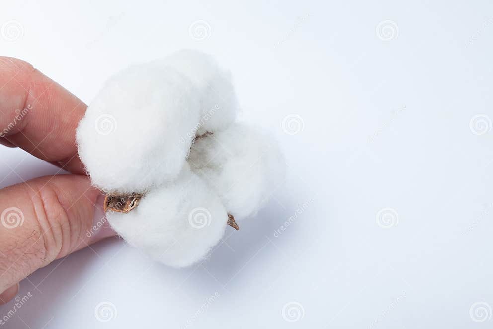 Hand Holding Cotton on a White Background Stock Image - Image of ...