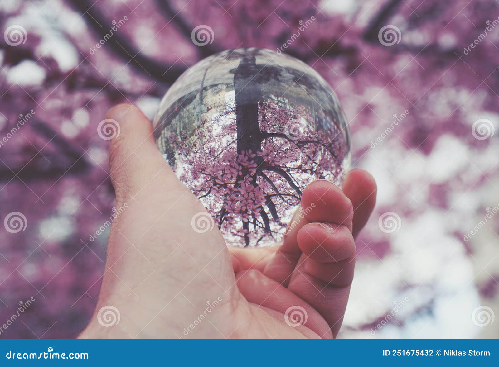 Hand Holding Crystal Ball in Front of Cherry Tree Stock Photo - Image ...