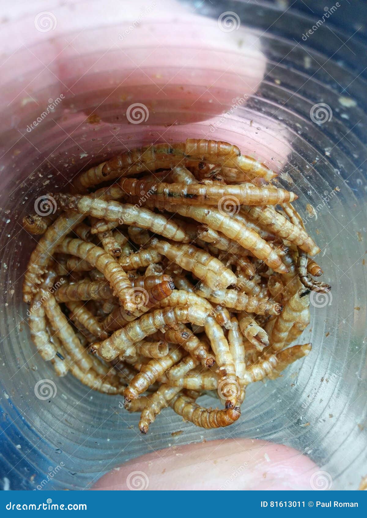 Hand Holding a Cup of Worm S Stock Image - Image of nice, worms: 81613011