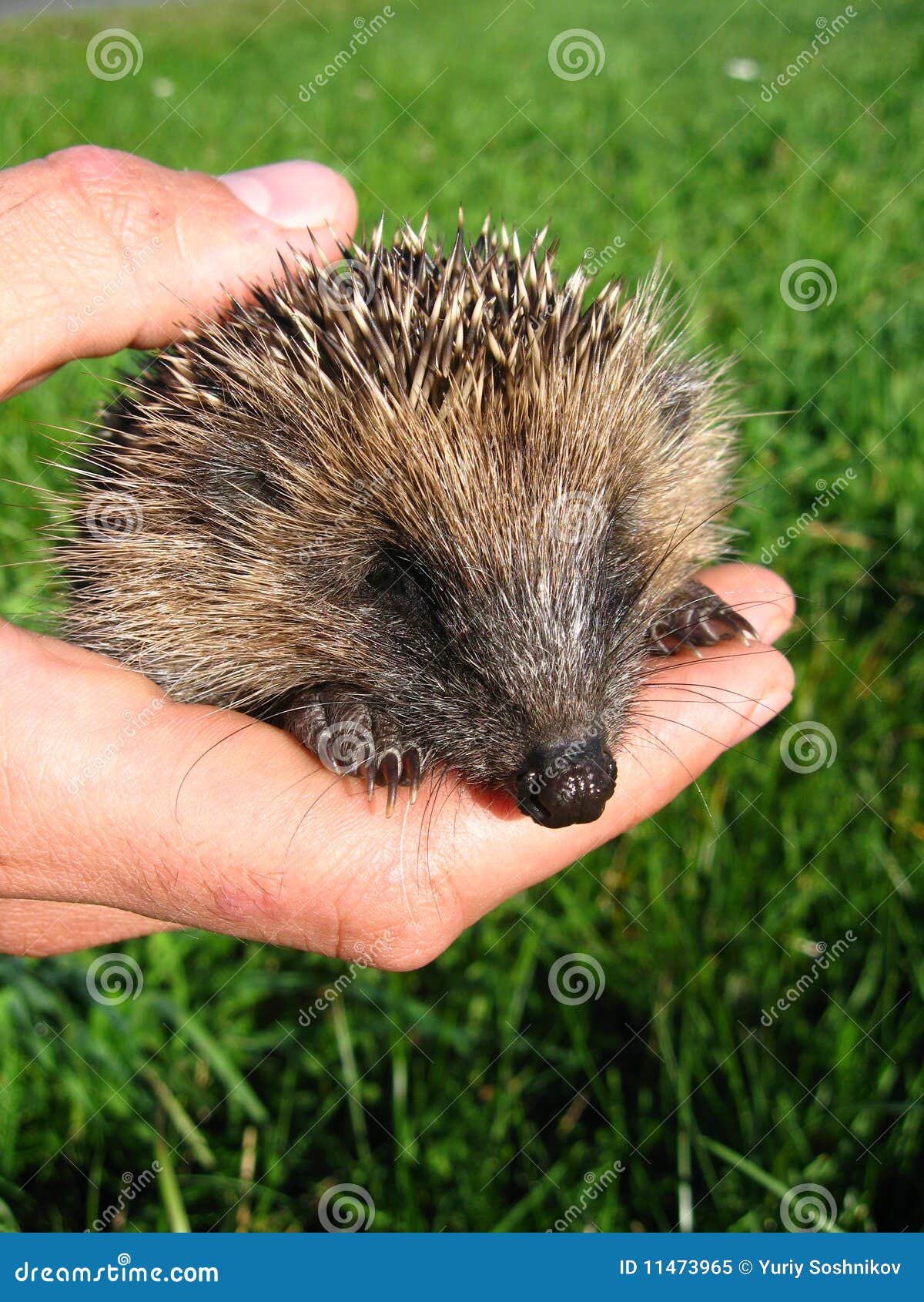 Hand Holding a Cute Hedgehog Stock Image - Image of garden, yard: 11473965