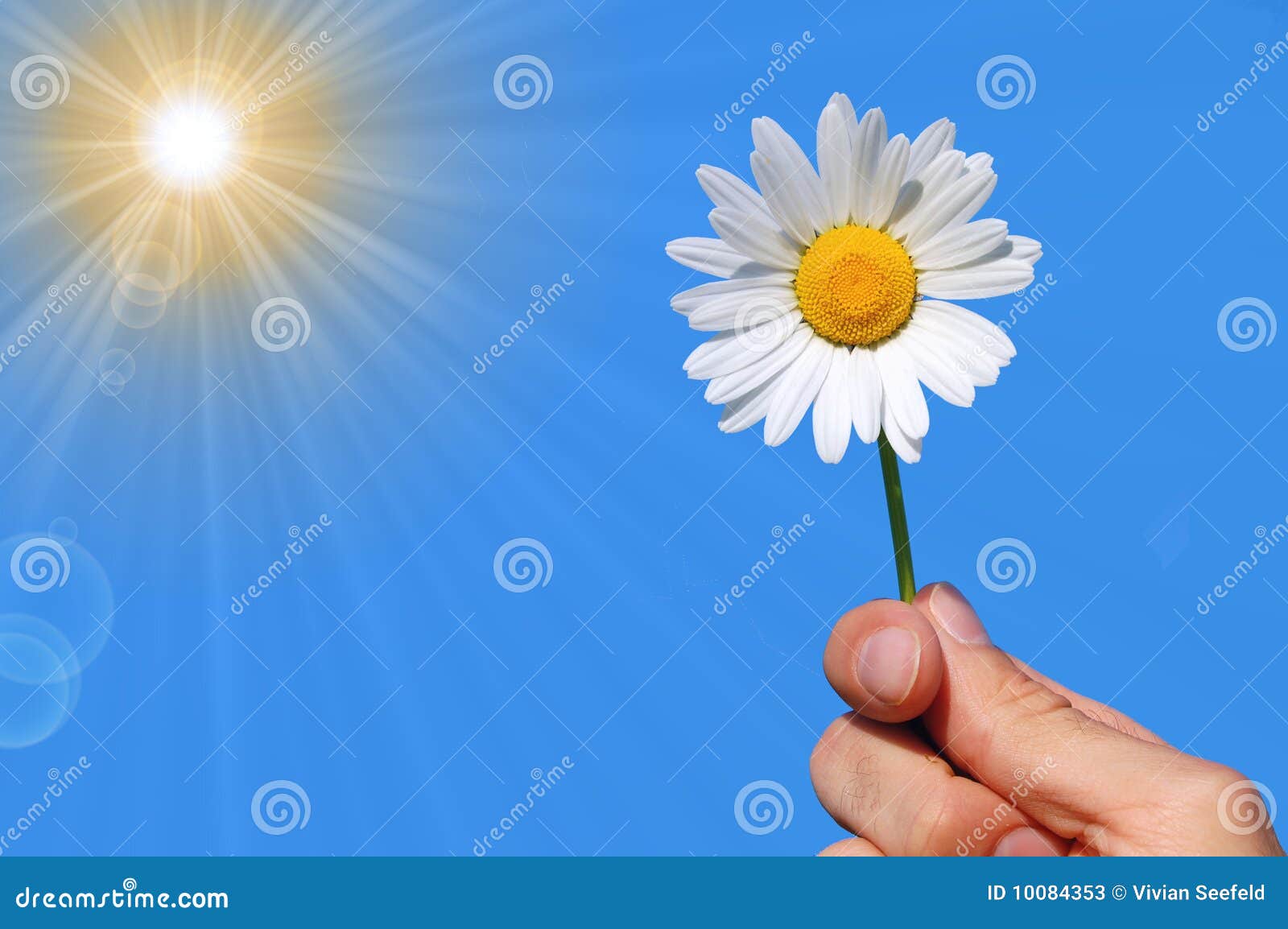 Hand holding a daisy stock image. Image of spring, plants - 10084353
