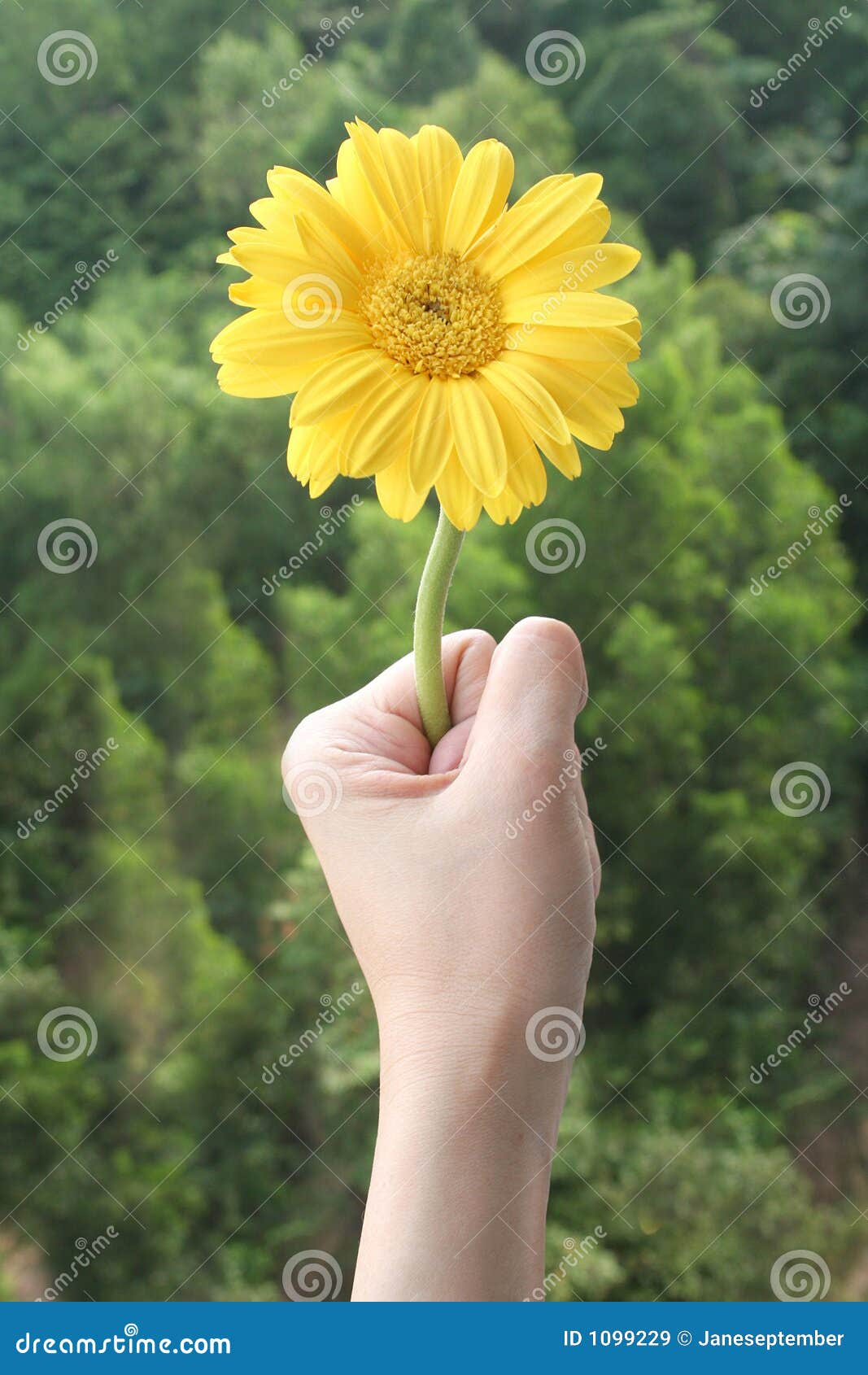 Hand holding daisy stock image. Image of nature, daisy - 1099229