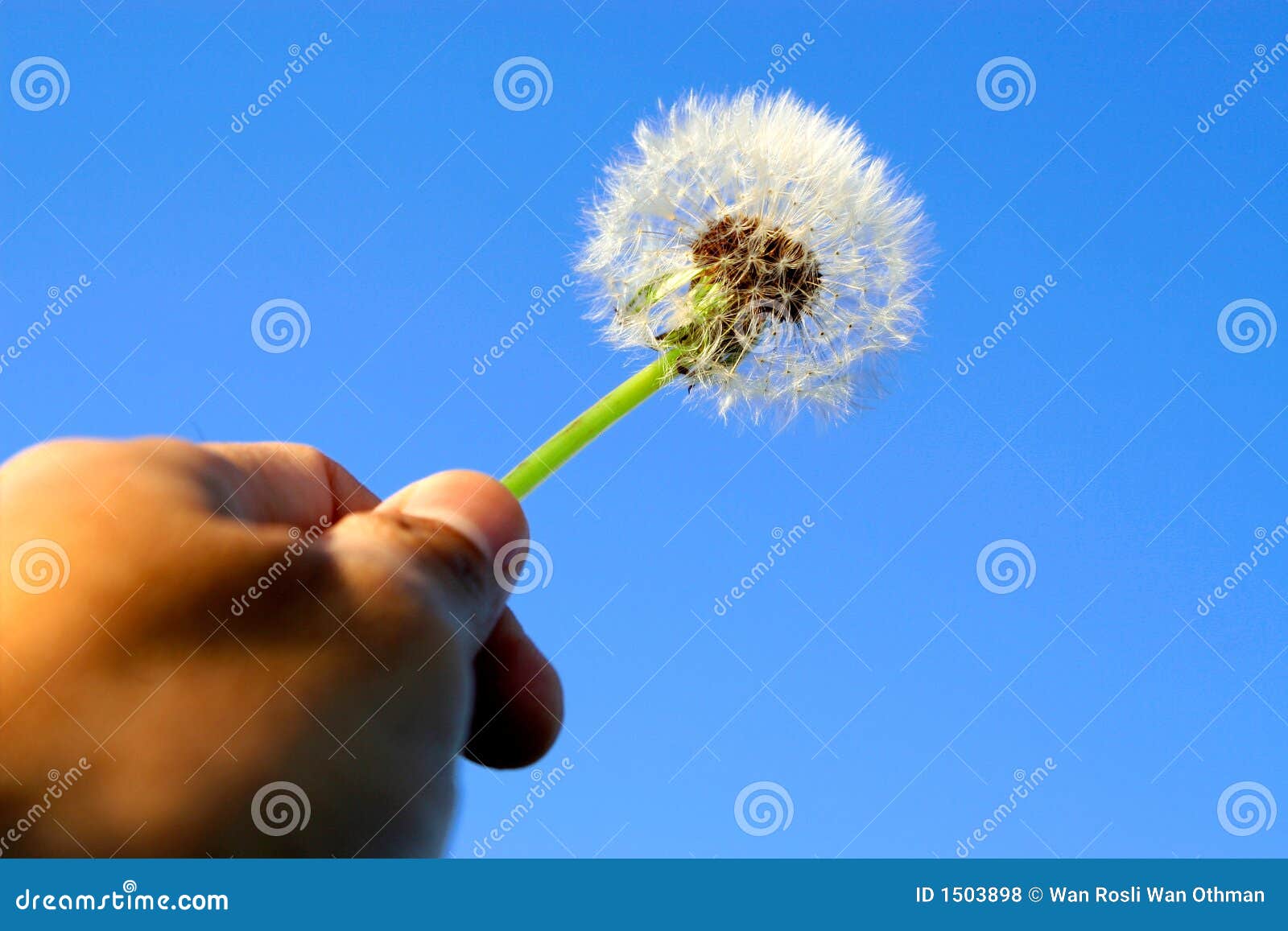 Hand holding dandelion stock photo. Image of freedom, light - 1503898