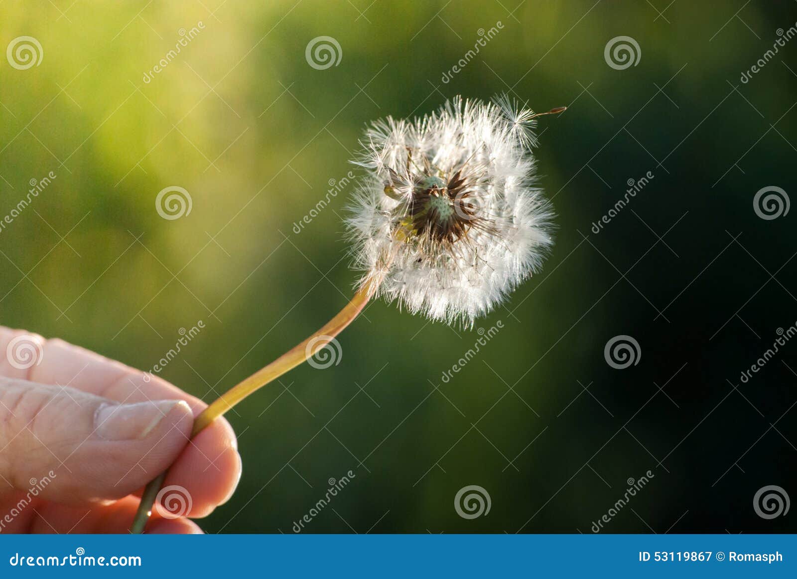 Hand holding dandelion stock image. Image of dandelion - 53119867