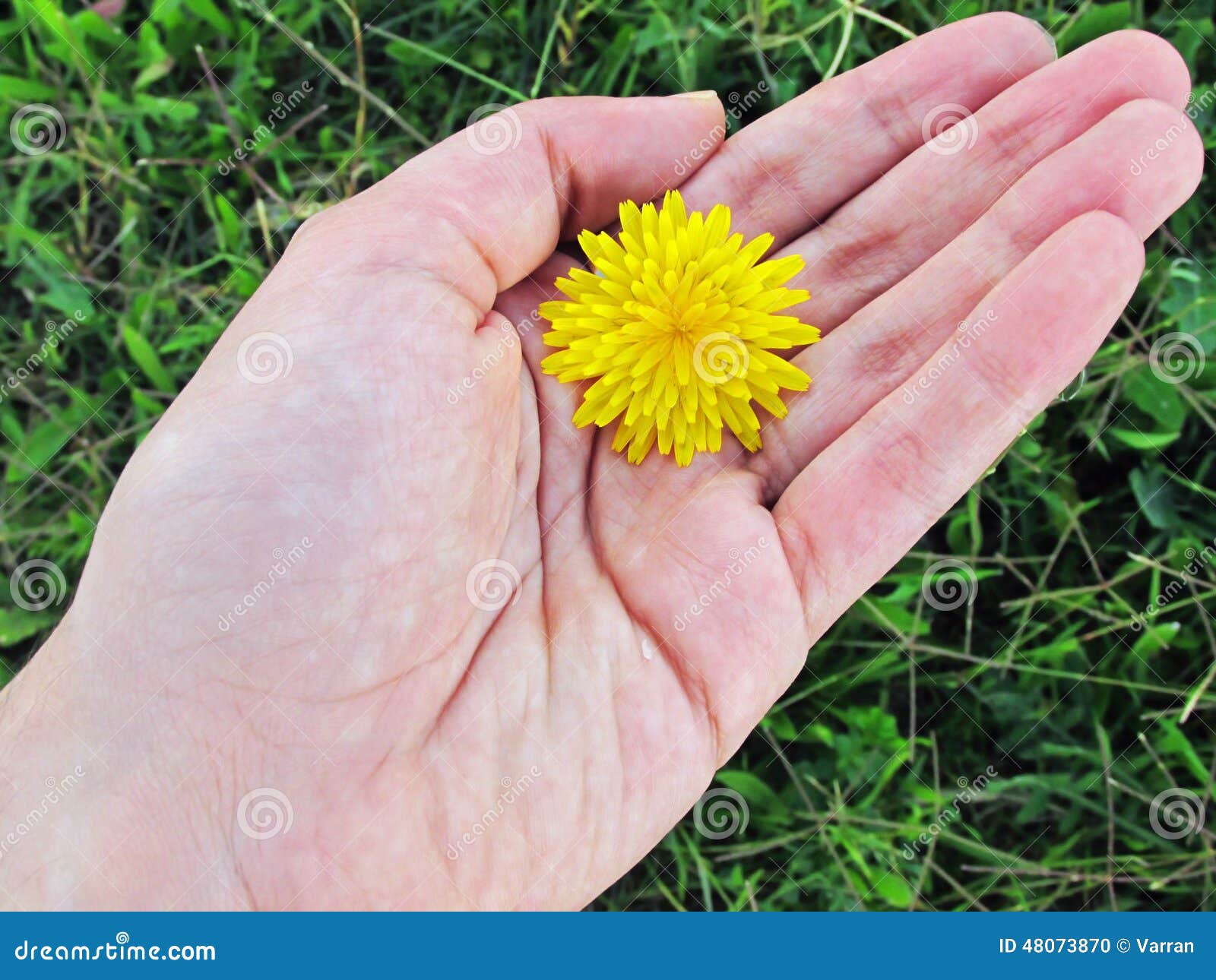 Hand holding a dandelion stock photo. Image of dandelion - 48073870