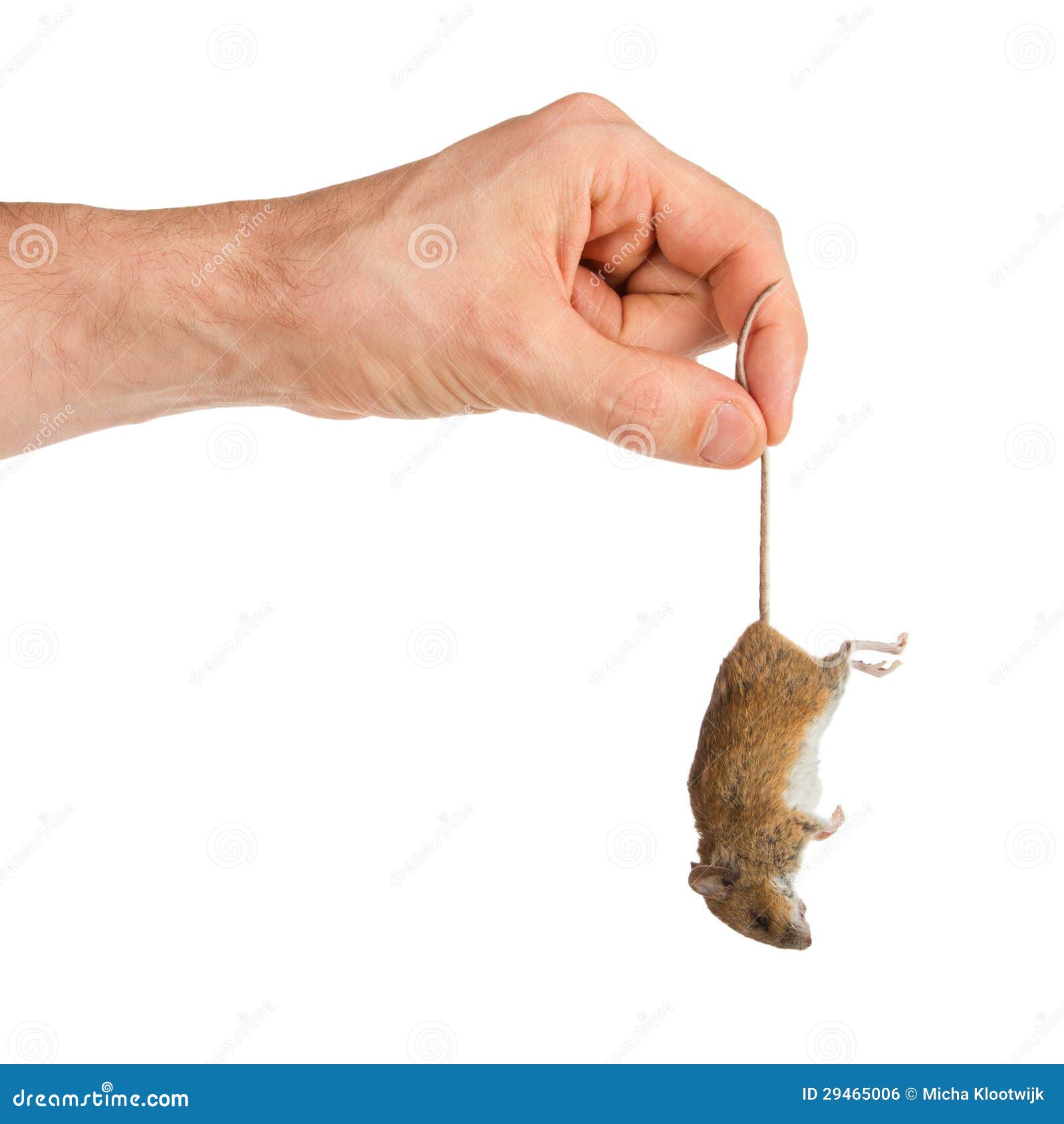 Hand Holding a Dead Mouse, Isolated Stock Photo - Image of forrest ...