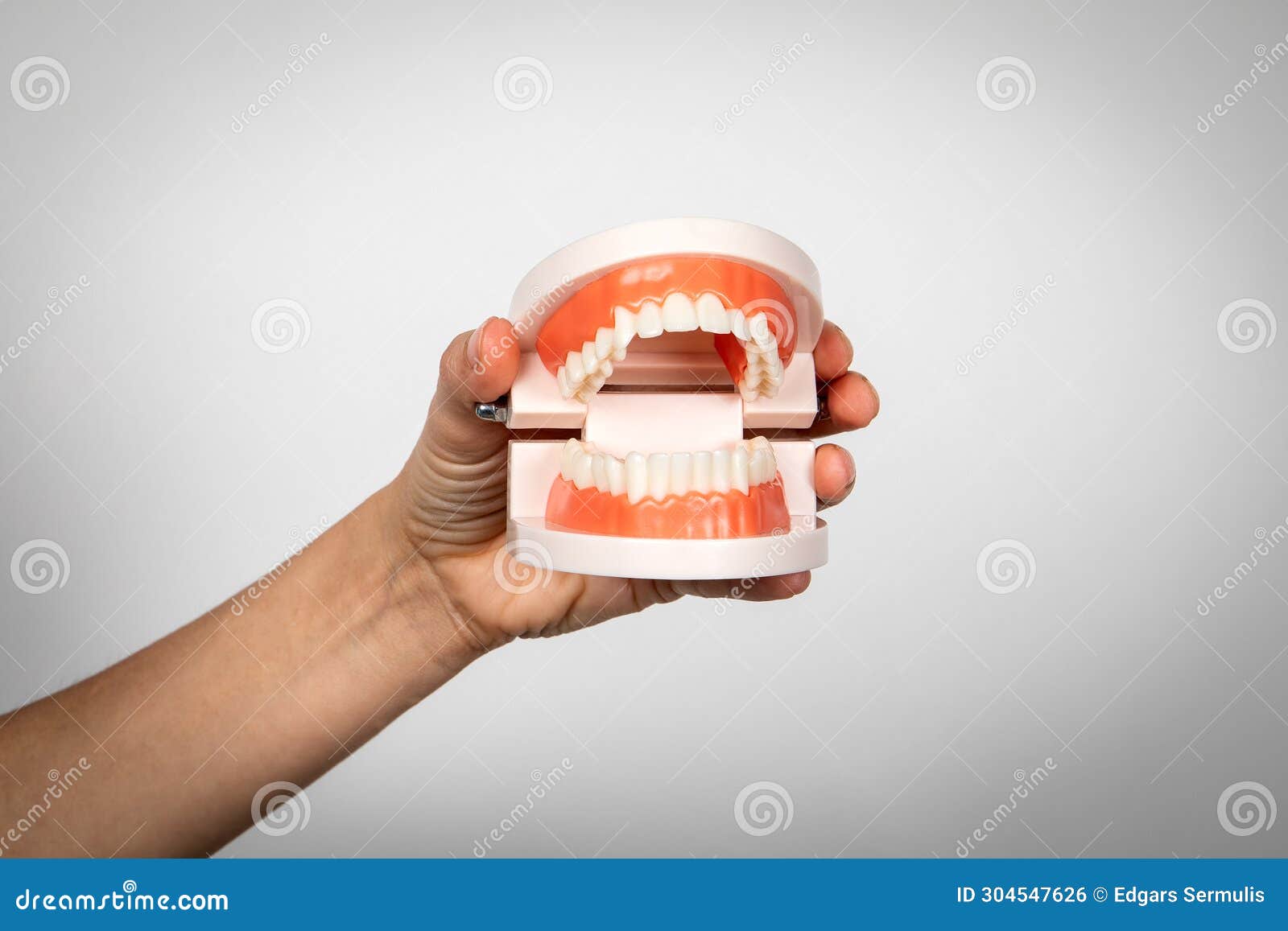 Hand Holding Dental Pattern, Structure of Teeth and Gums Stock Photo ...