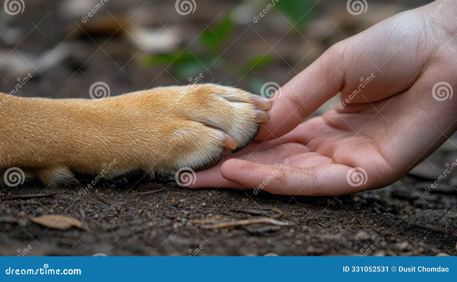 A Hand is Holding a Dog& X27;s Paw Stock Image - Image of nature ...