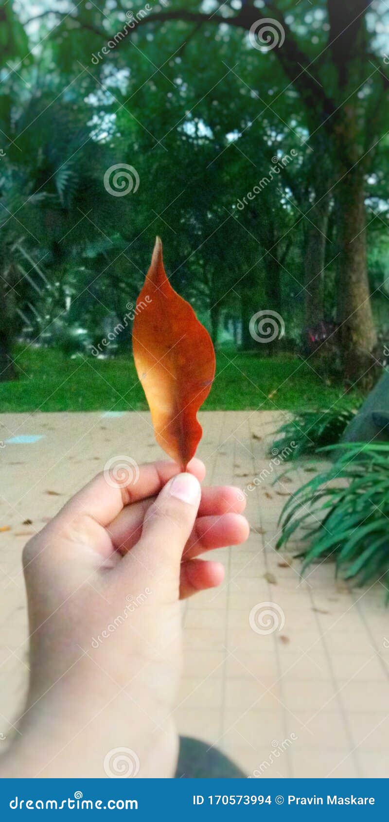 Hand Holding Fallen Leaf in Park Stock Photo - Image of holding, park ...