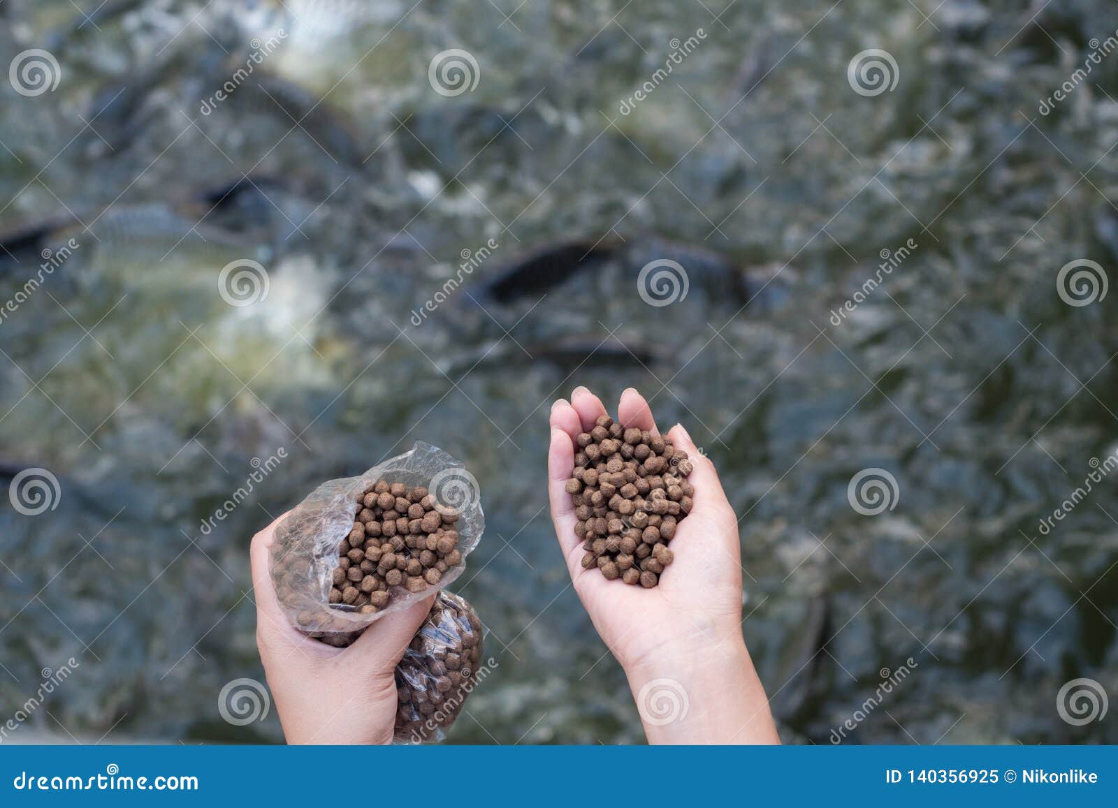Hand holding fish feeding stock image. Image of feed - 140356925