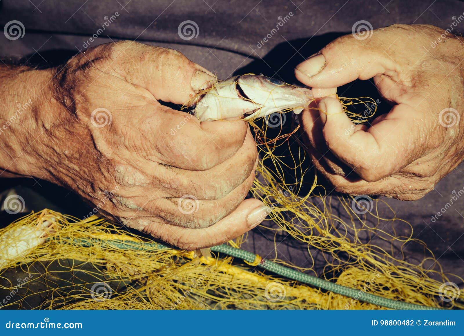 Hand Holding a Fish in the Net Stock Photo - Image of hold, fishers ...