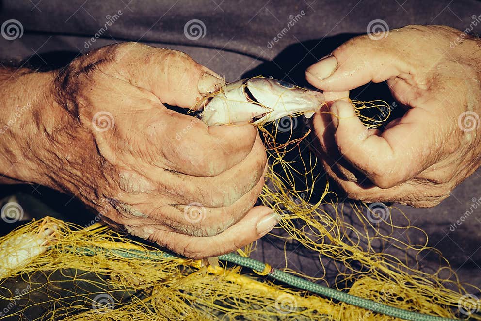 Hand Holding a Fish in the Net Stock Photo - Image of hold, fishers ...