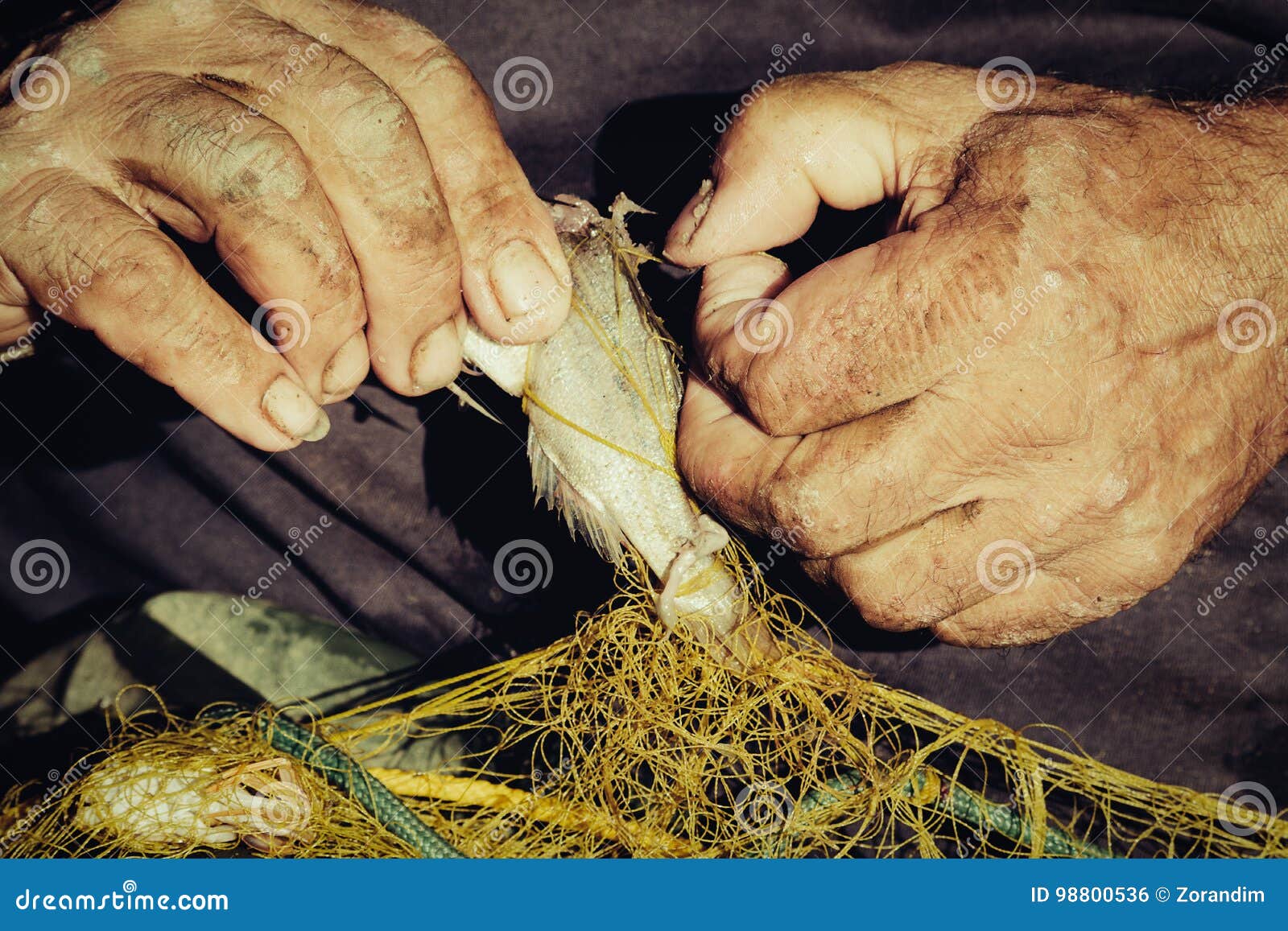 Hand Holding a Fish in the Net Stock Photo - Image of male, hand: 98800536