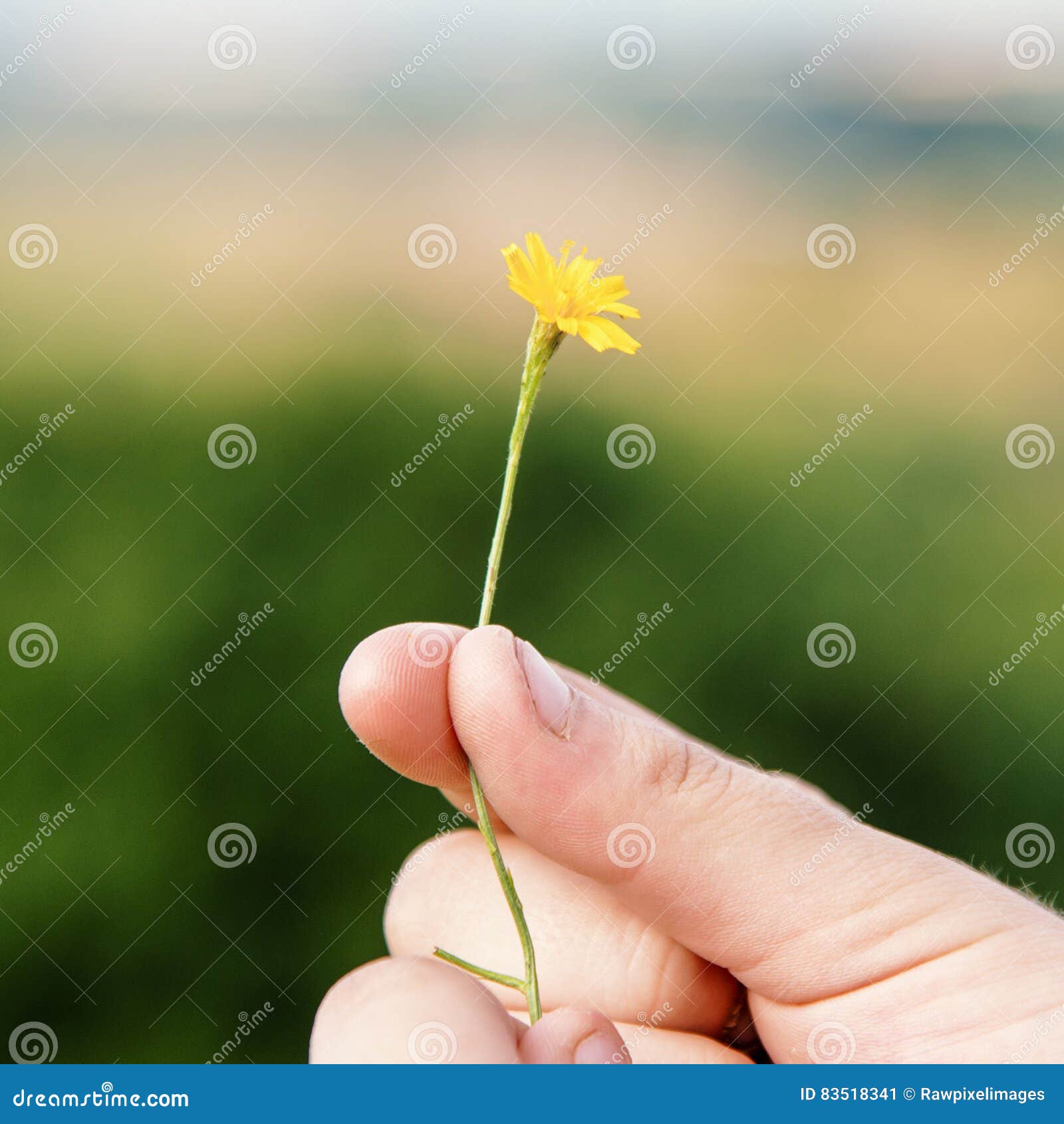 Hand Holding Flower Picking Nature Refreshment Concept Stock Image ...