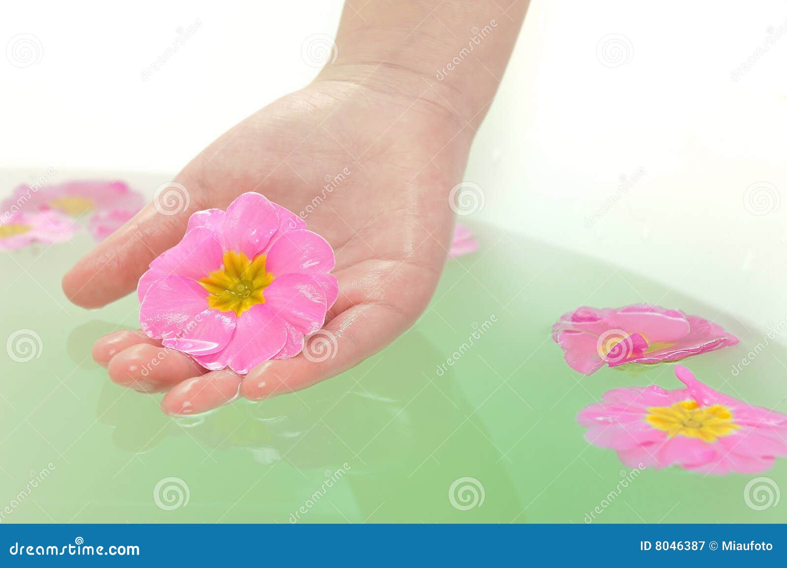 HAND HOLDING a FLOWER in SPA Stock Image - Image of flowers, relax: 8046387