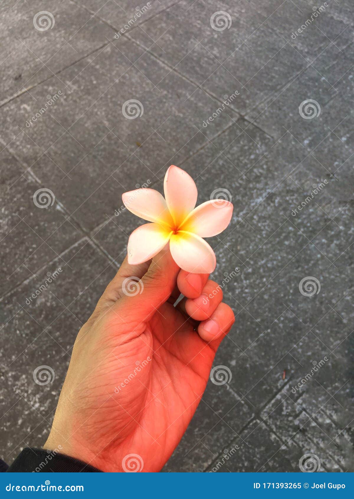 Hand holding flower stock image. Image of hand, flower - 171393265