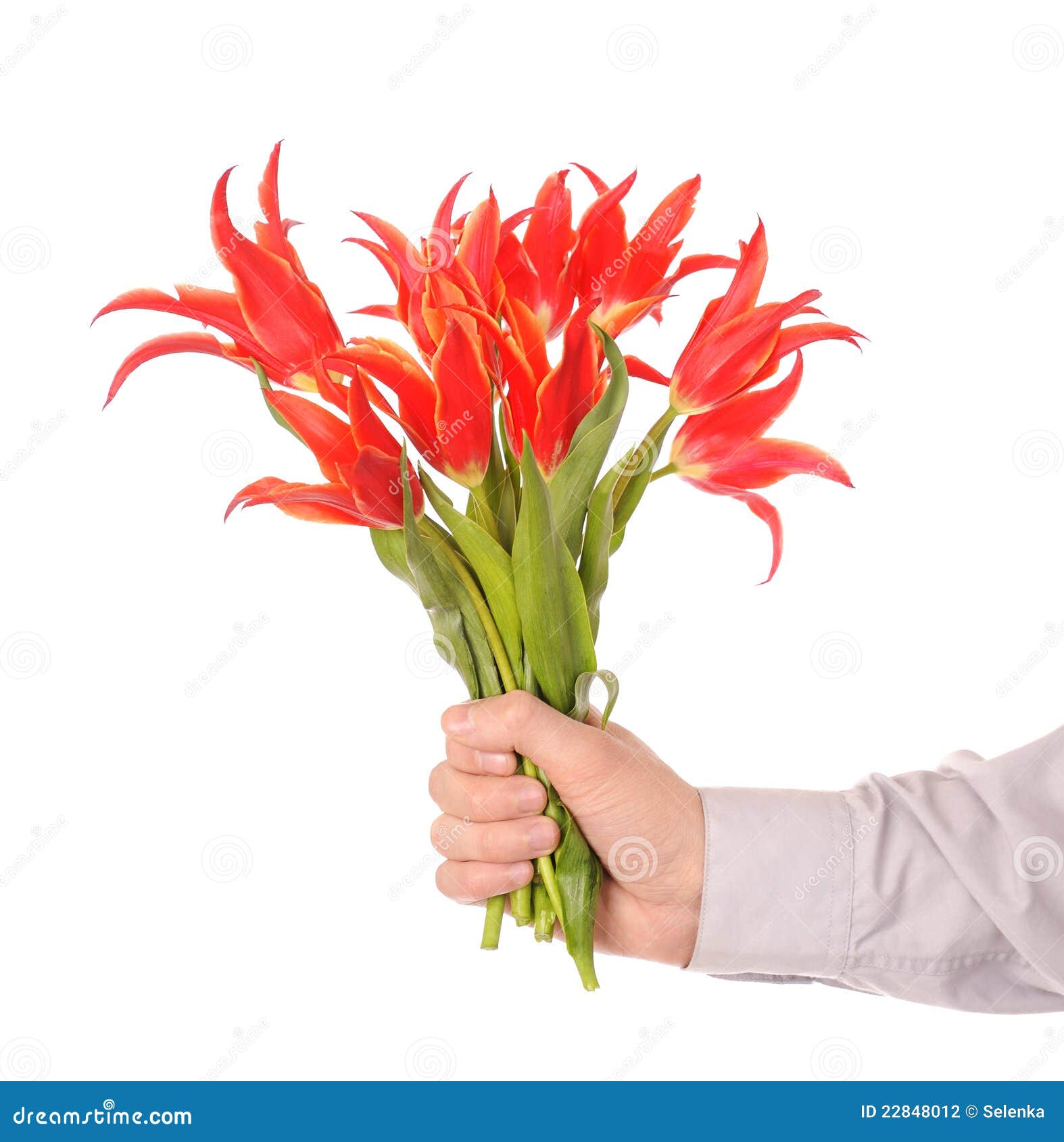 Hand holding flowers stock photo. Image of isolated, give - 22848012