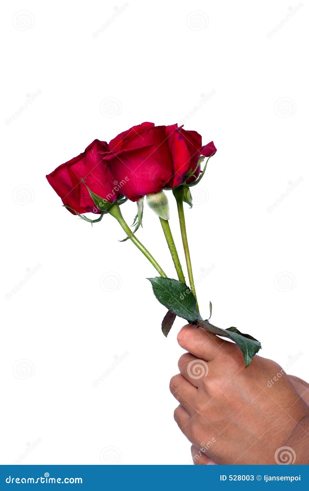 Hand holding a flowers stock image. Image of group, relationship - 528003