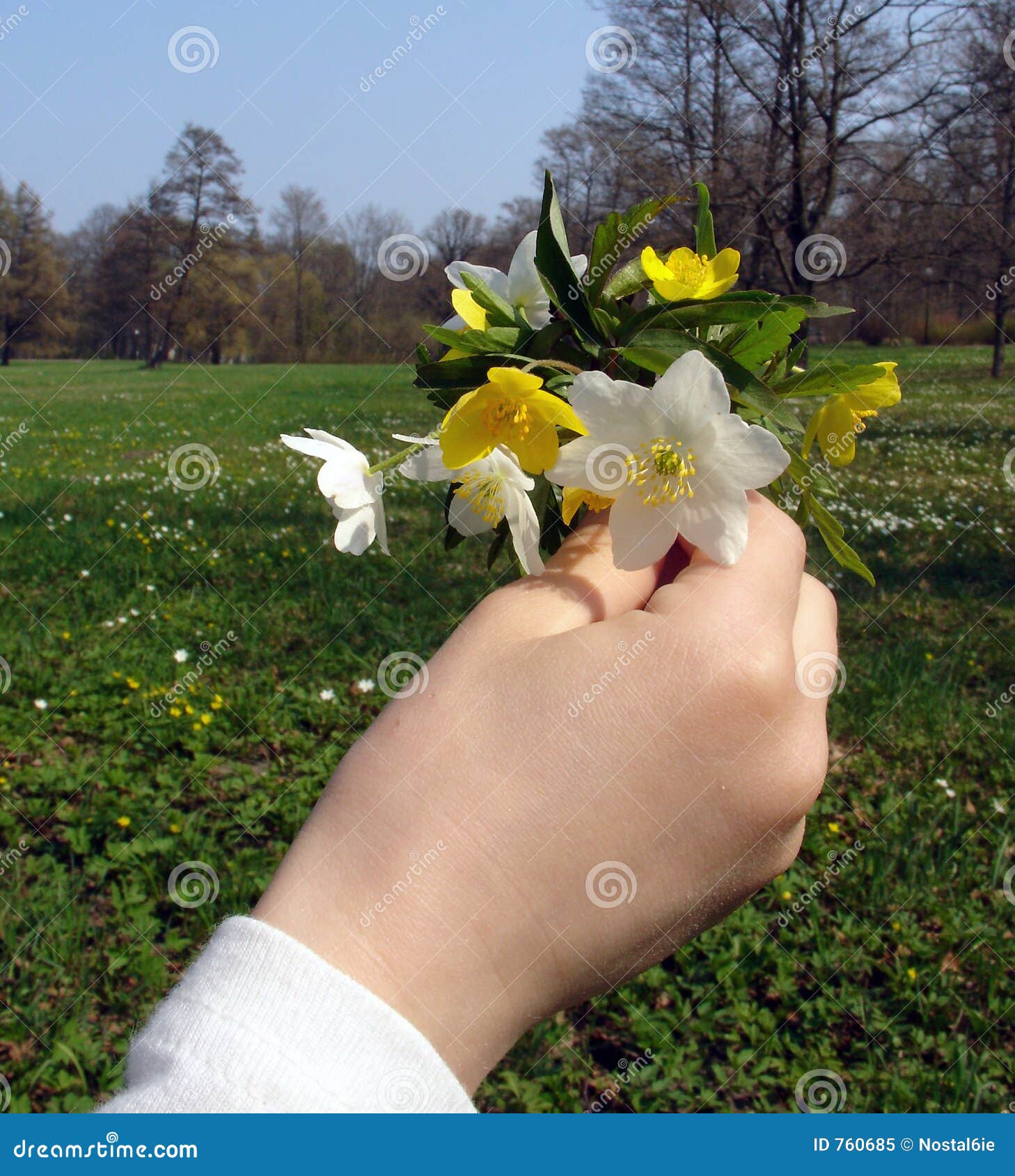 Hand Holding Flowers stock image. Image of romantic, affection - 760685