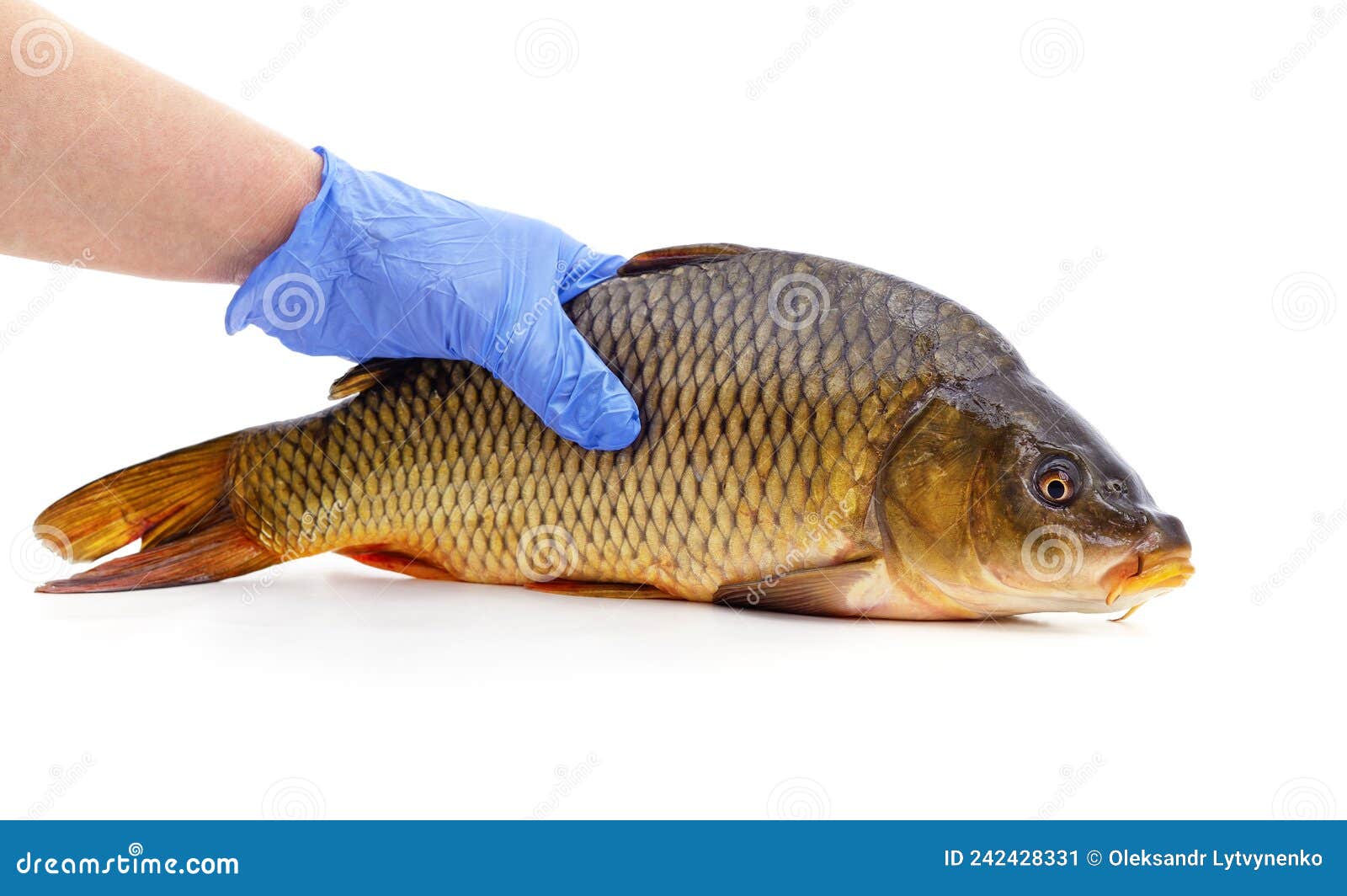 Hand holding fresh fish stock image. Image of holding - 242428331