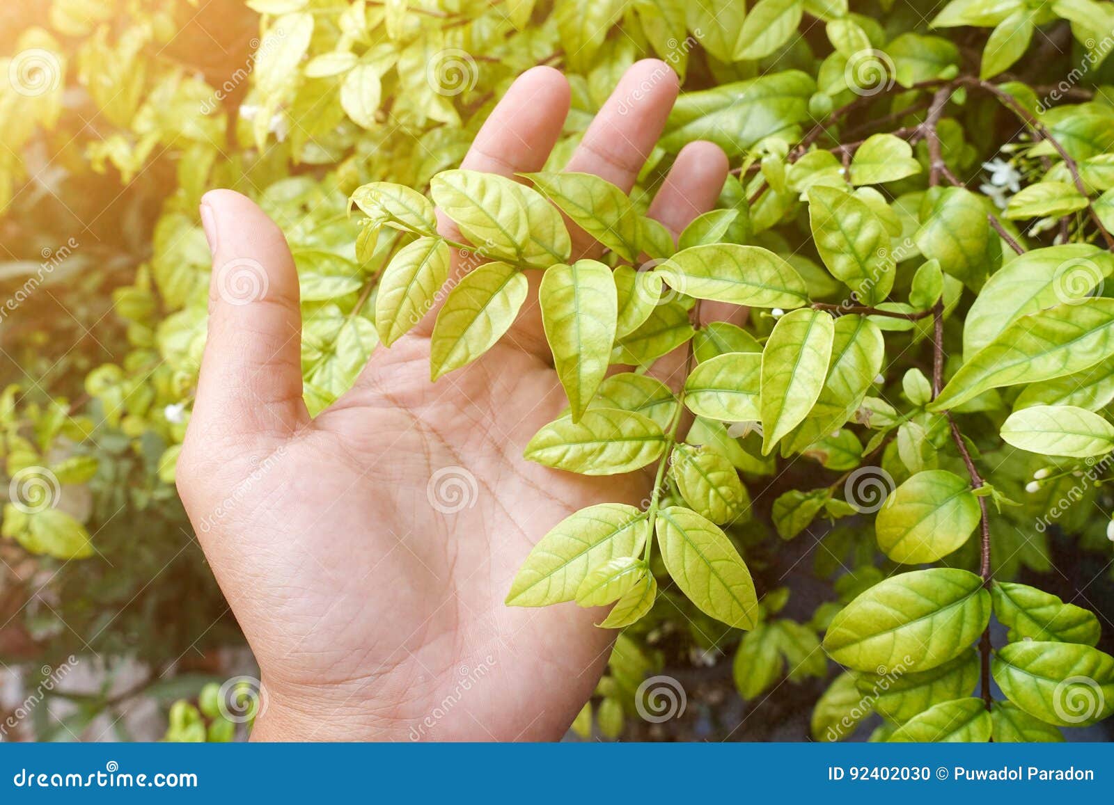 Hand Holding Fresh Green Leaves Stock Photo - Image of hands ...