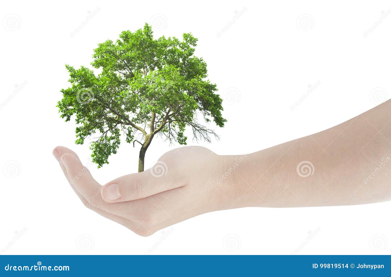 Hand Holding Fresh Green Tree Stock Photo - Image of care, environment ...