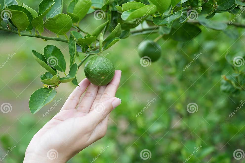 Hand Holding Fresh Lemon from Tree Branch Stock Photo - Image of ...