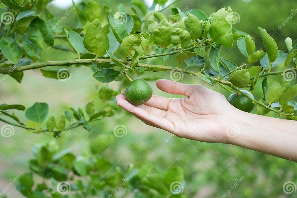 Hand Holding Fresh Lemon from Tree Branch Stock Photo - Image of citrus ...