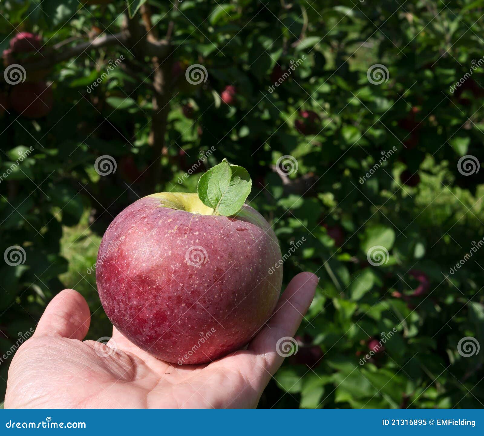 Hand Holding a Fresh Picked Apple Stock Image - Image of healthy ...